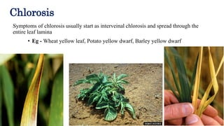 Symptoms of plant viral diseases | PDF | Gardening | Home & Garden
