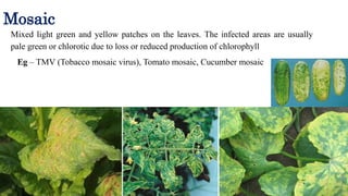 Symptoms of plant viral diseases | PDF