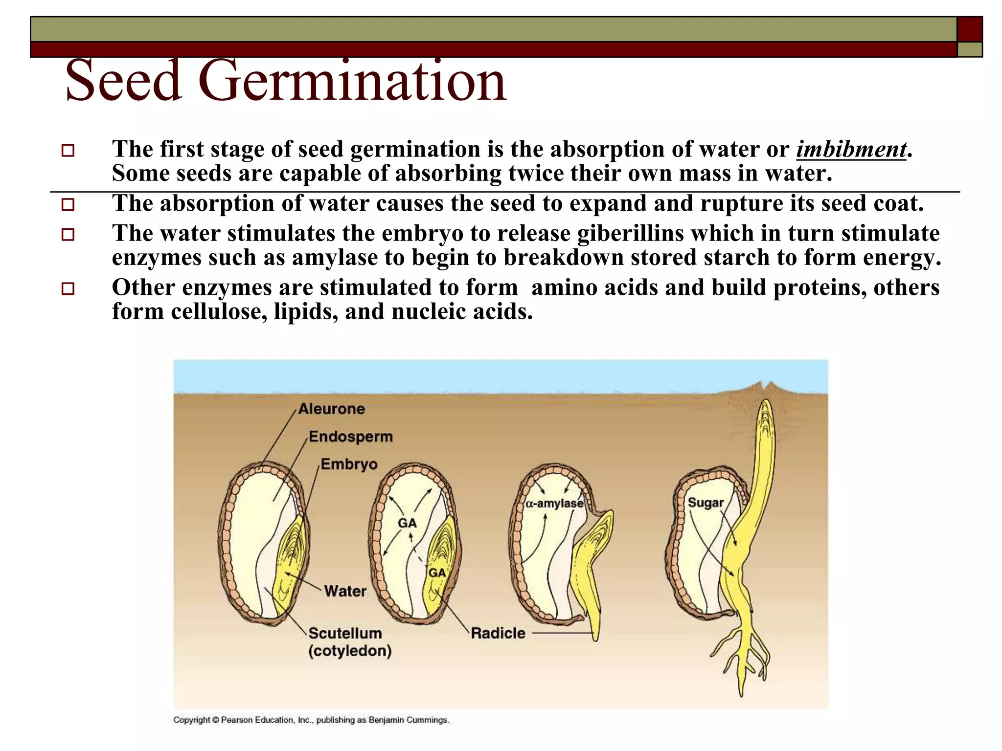12. SEED GERMINATION.ppt