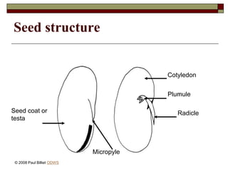 12. SEED GERMINATION.ppt