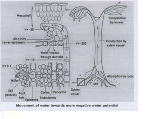 Transpiration Diagram