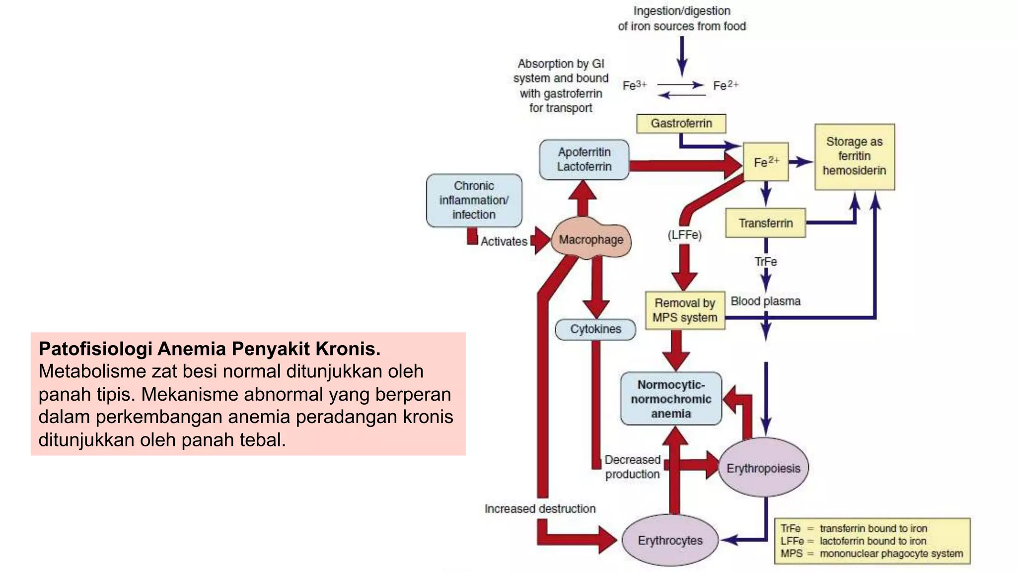 patofisiologi Mikro Mineral (Anemia).pdf
