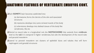 12. VMB 2110 - Veterinary Histology and Embryology - Introduction of ...