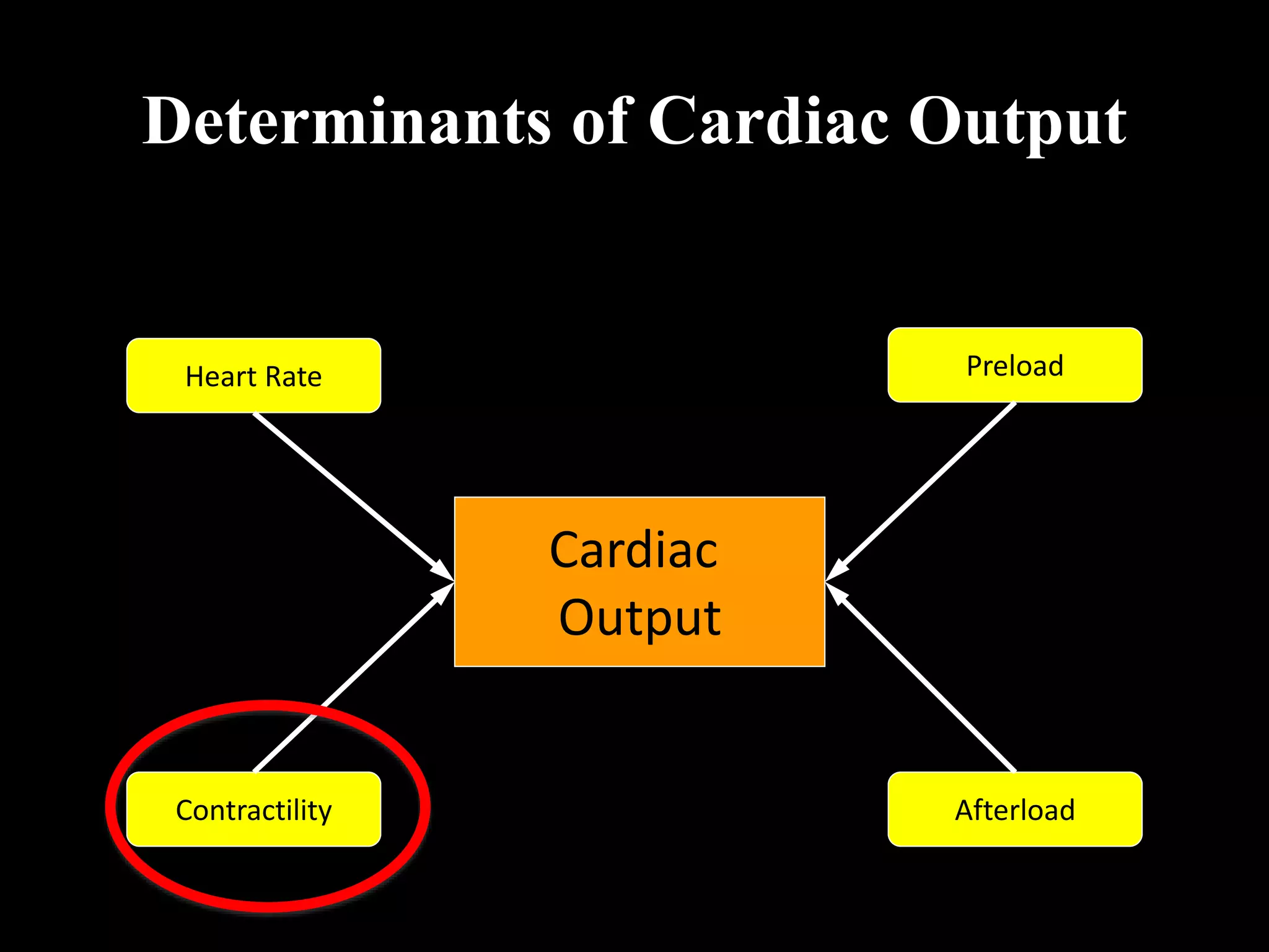 12. Cardiac Output & Venous Return.ppt