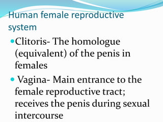12-.B.-Human-male-and-female-reproductive-organs.pptx