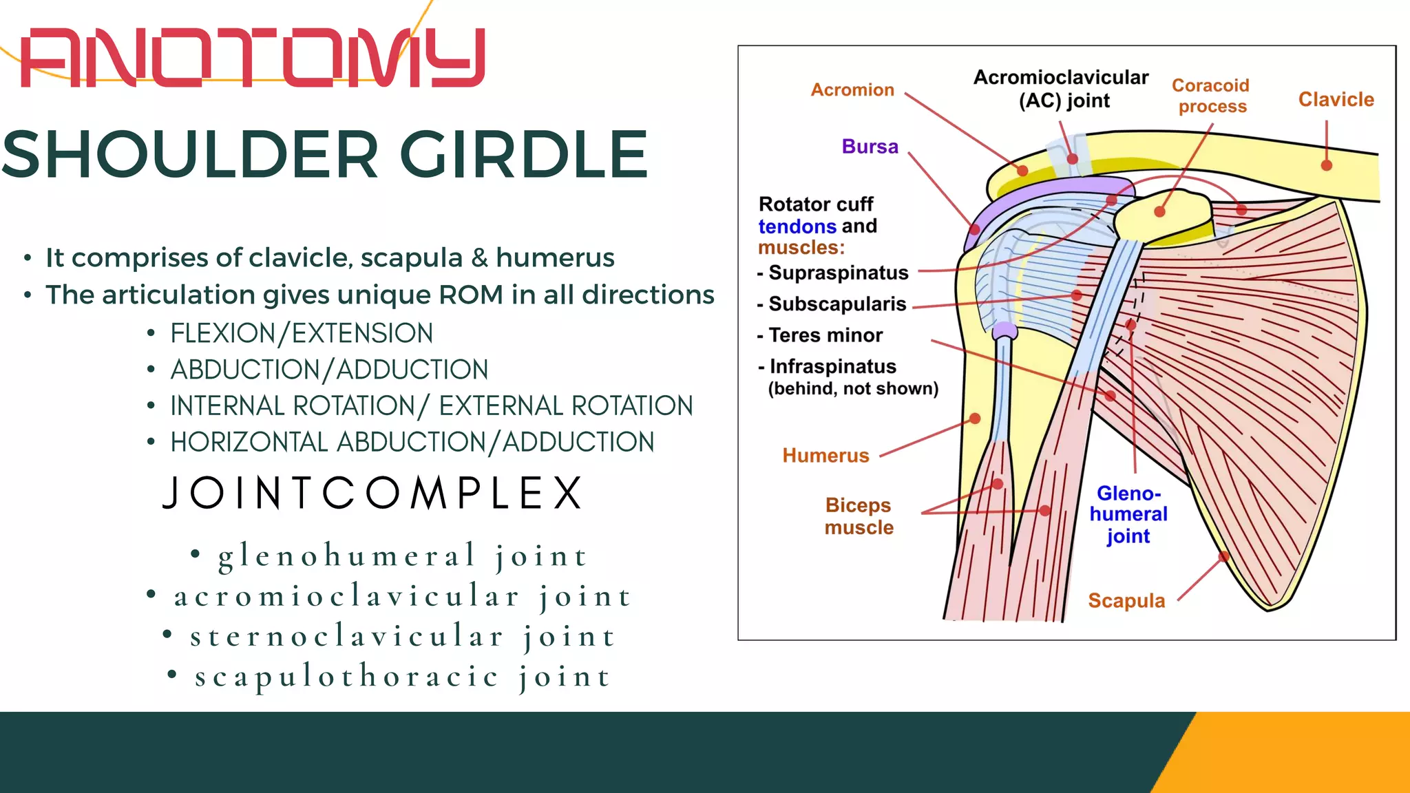shoulder injury.pptx