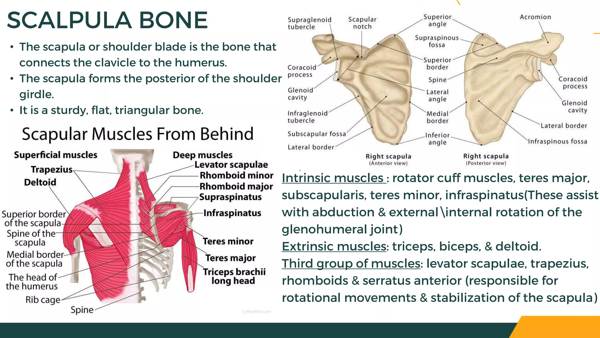 shoulder injury.pptx