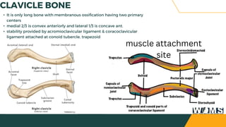 shoulder injury.pptx