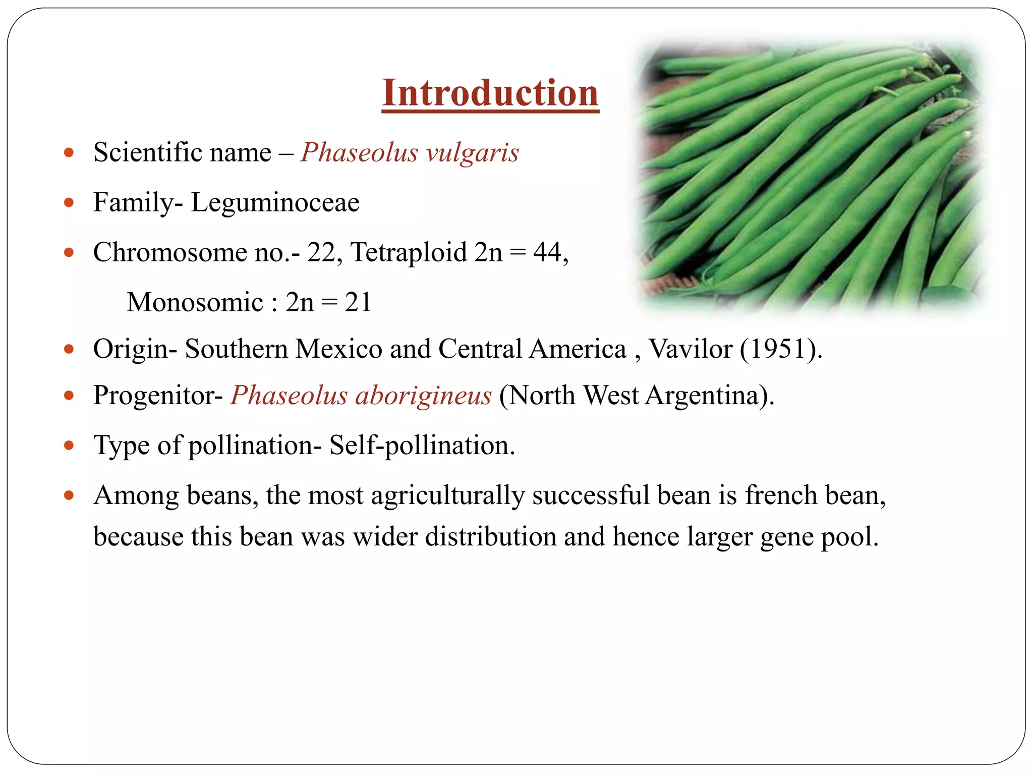 12. French bean.pptx