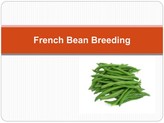 12. French bean.pptx