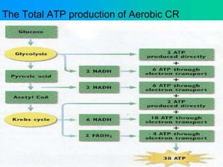 12. Powering the Cell-Cellular Respiration.ppt