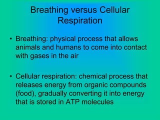 12. Powering the Cell-Cellular Respiration.ppt