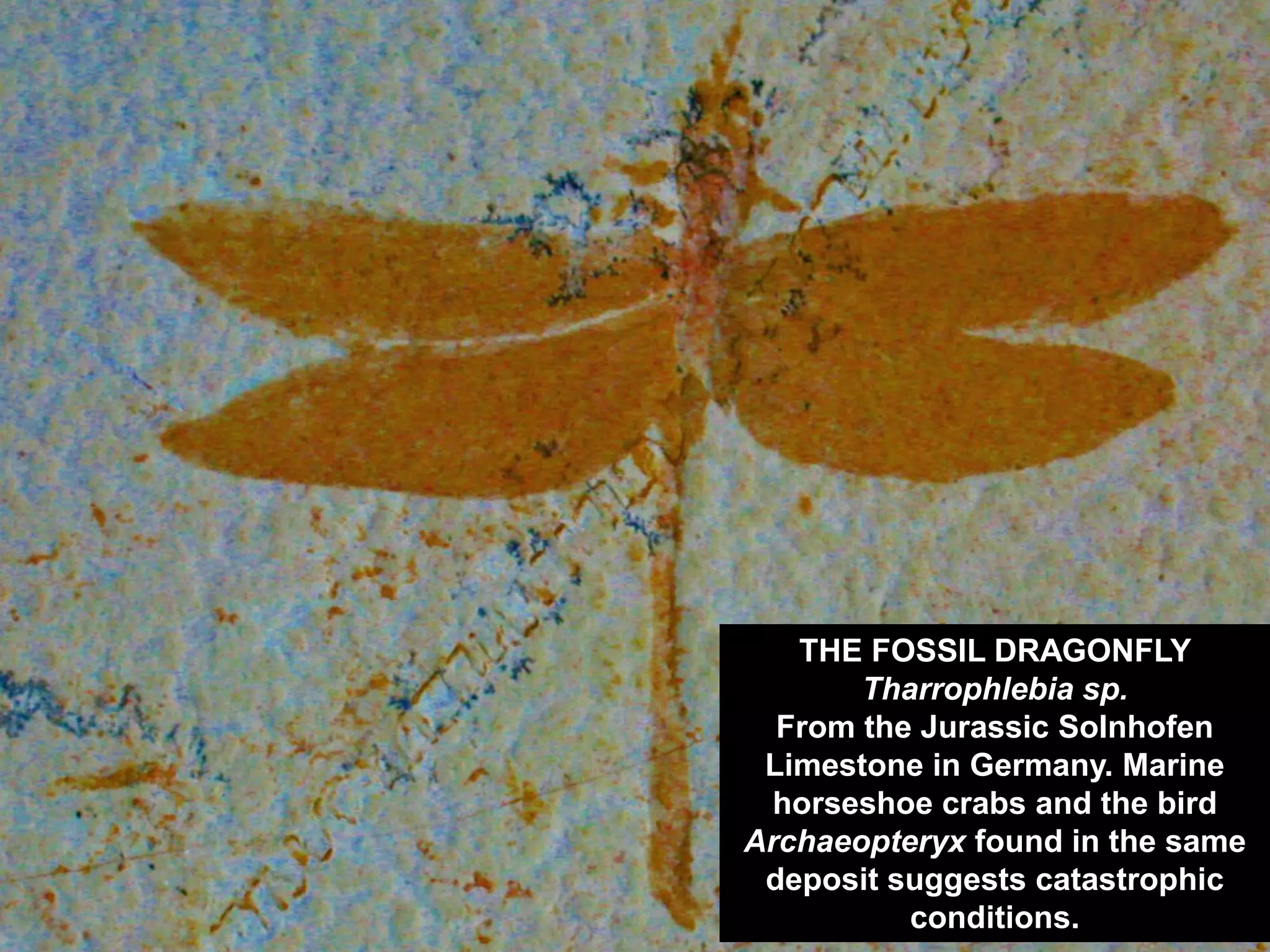 12. problems the fossils pose, part 1 | PPT