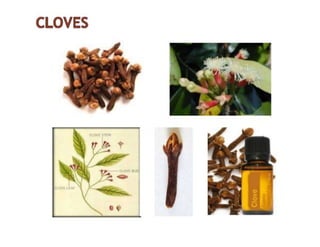 12. Clove.pdf