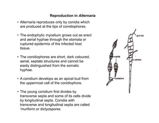 12. Alternaria.pdf
