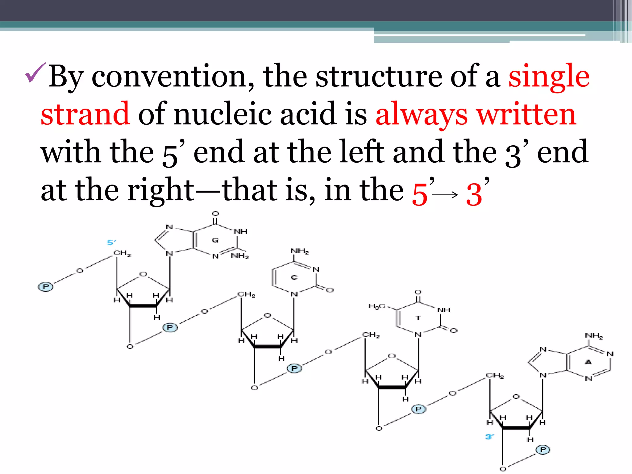 12.2NUCLEOTIDES & NUCLEIC ACIDS-1.pptx