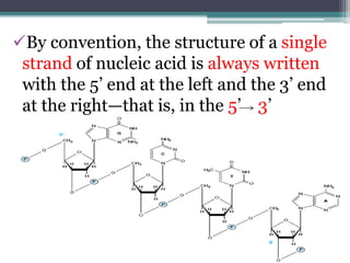 12.2NUCLEOTIDES & NUCLEIC ACIDS-1.pptx