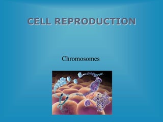 12. Chromosomes and DNA Replication.ppt | Biological Sciences | Science