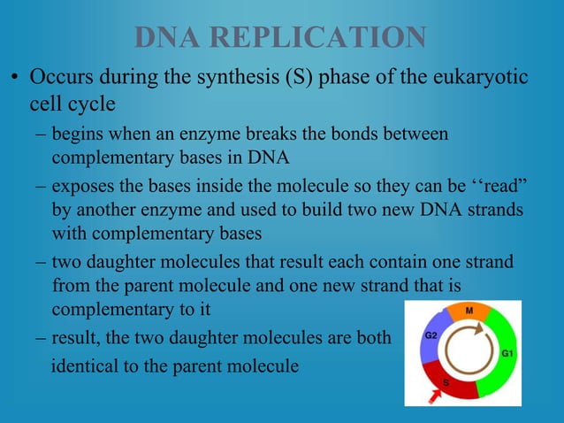 12. Chromosomes and DNA Replication.ppt
