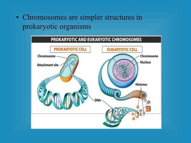 12. Chromosomes and DNA Replication.ppt