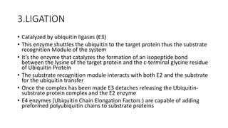 12.UBIQUITINATION.pptx