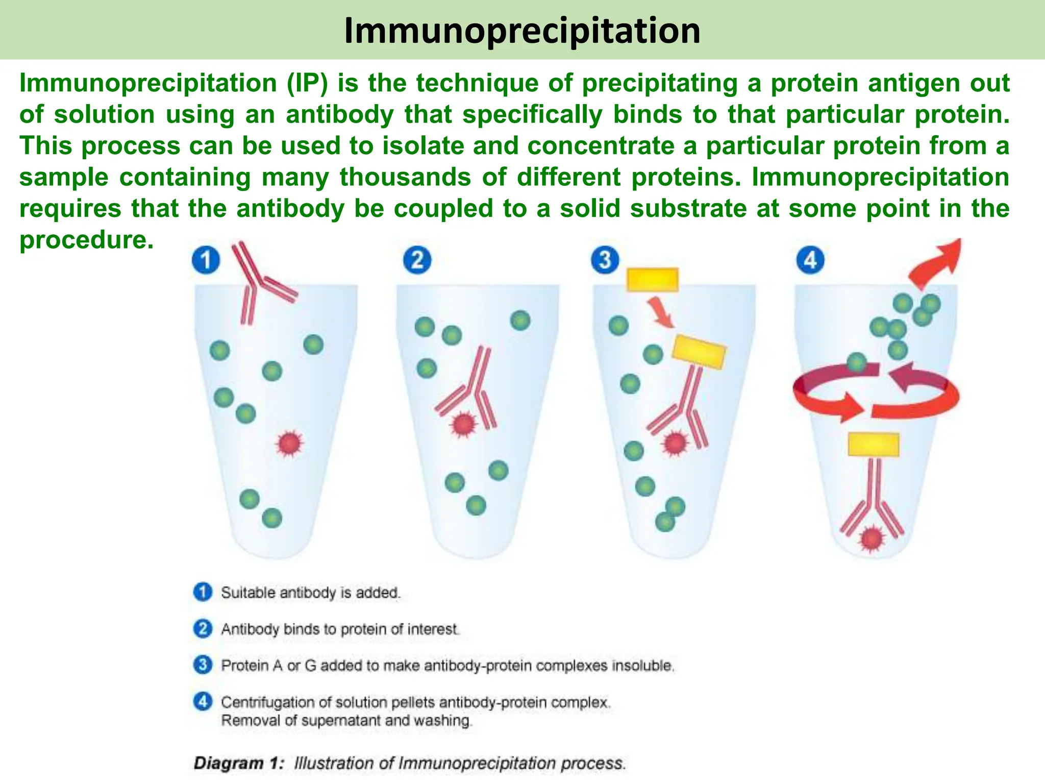 12. Immunological techniques_MWM.pptx