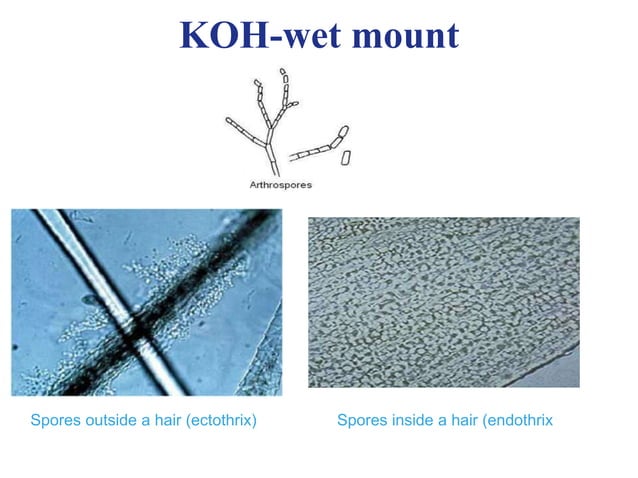 12. Fungal identification methods-New.ppt
