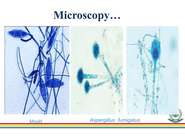 12. Fungal identification methods-New.ppt