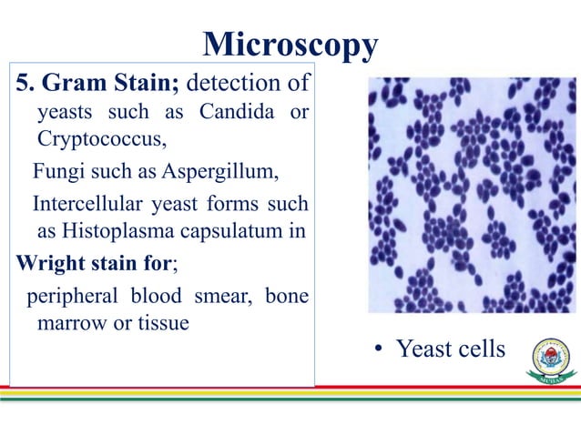 12. Fungal identification methods-New.ppt