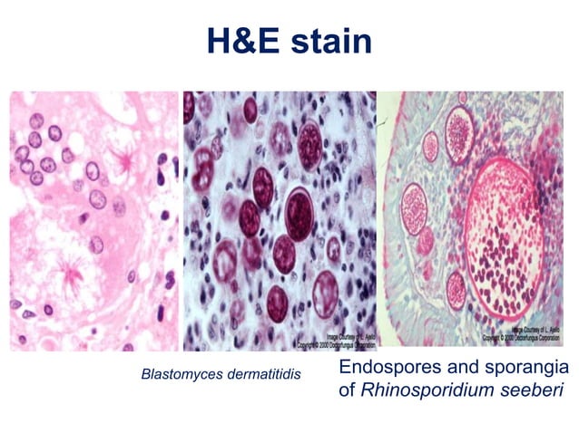 12. Fungal identification methods-New.ppt