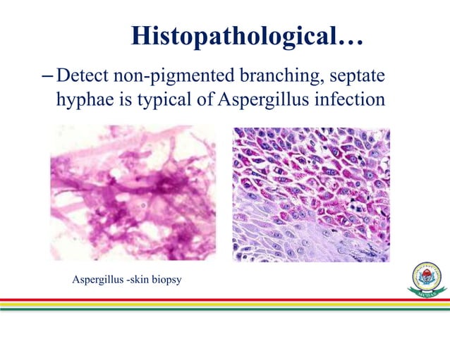12. Fungal identification methods-New.ppt