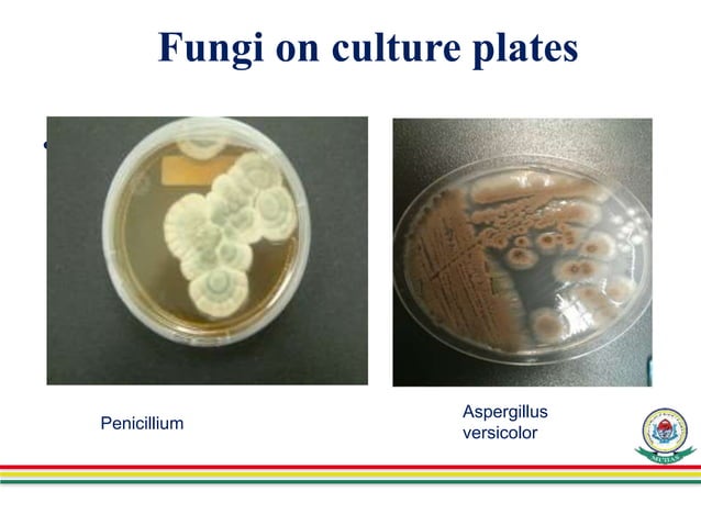12. Fungal identification methods-New.ppt
