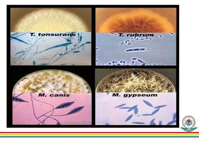 12. Fungal identification methods-New.ppt
