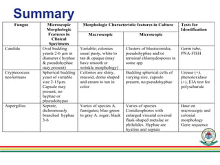 12. Fungal identification methods-New.ppt