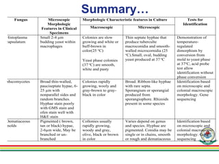 12. Fungal identification methods-New.ppt