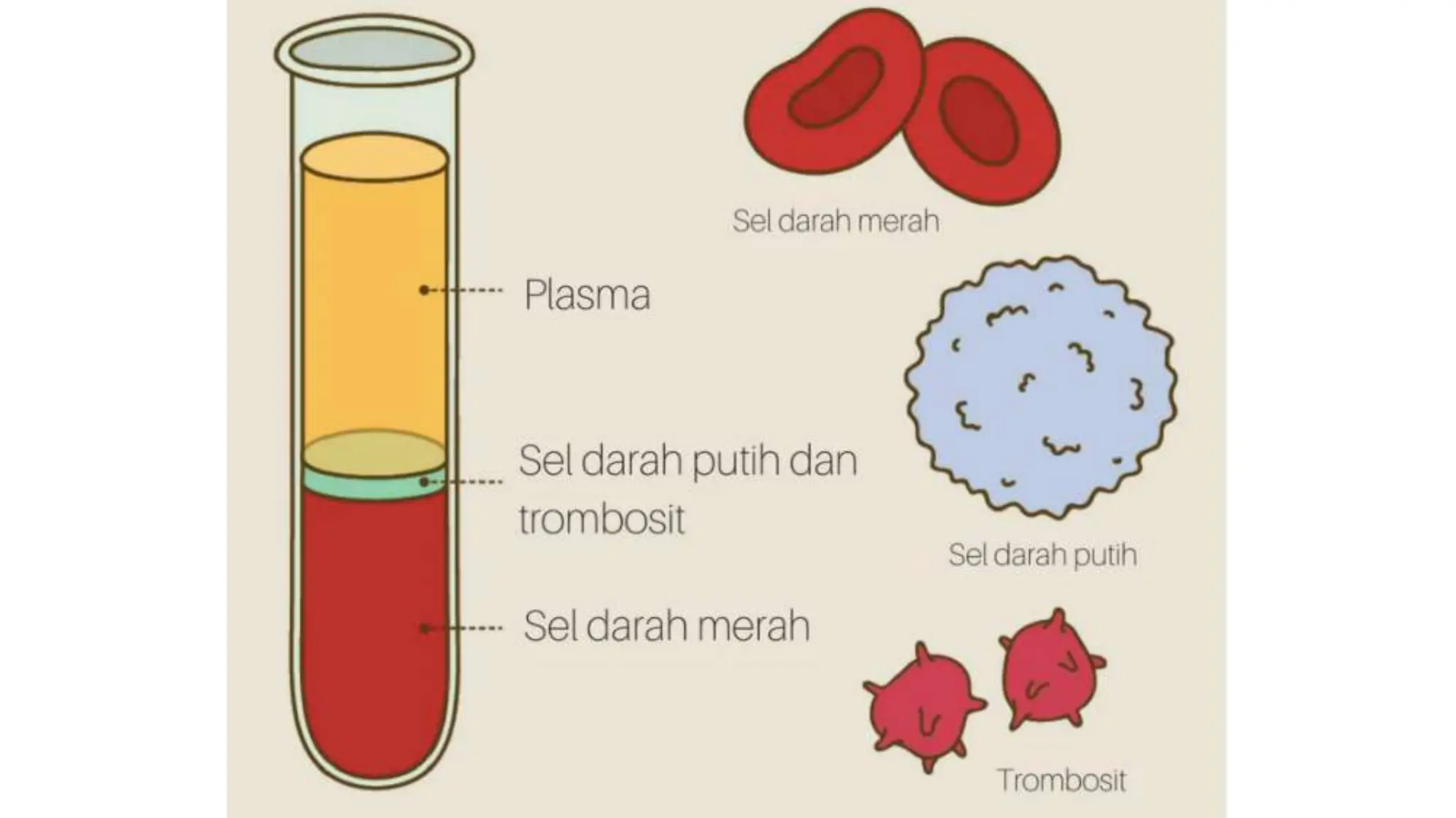 12. Pemeriksaan Laboratorium Darah Lengkap.pptx