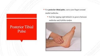 12. Peripheral Vascular System-bates.pptx