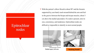 12. Peripheral Vascular System-bates.pptx