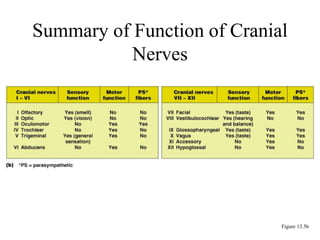 12. Cranial nerves.ppt and anatomy location | PPT
