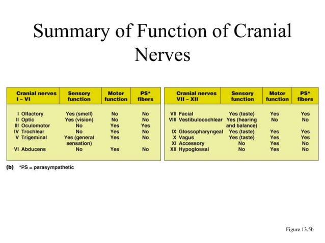 12. Cranial nerves.ppt and anatomy location | PPT
