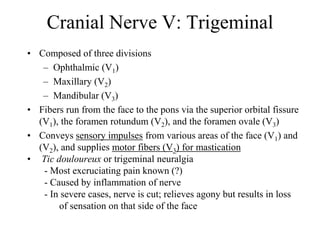 12. Cranial nerves.ppt and anatomy location | PPT