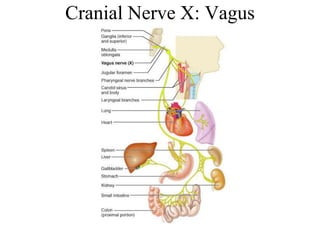 12. Cranial nerves.ppt and anatomy location | PPT