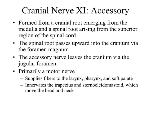 12. Cranial nerves.ppt and anatomy location | PPT