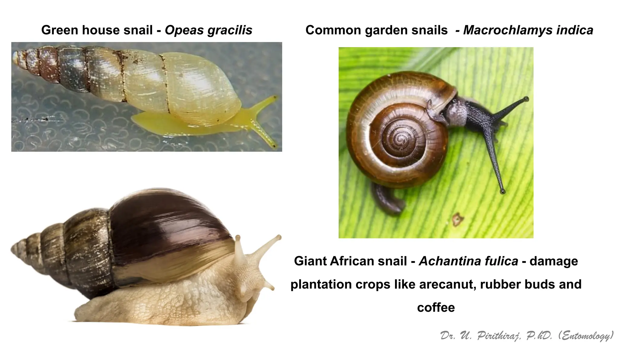 Mites,Slug,Snail_Infesting agricultural crops.pdf | Agriculture ...