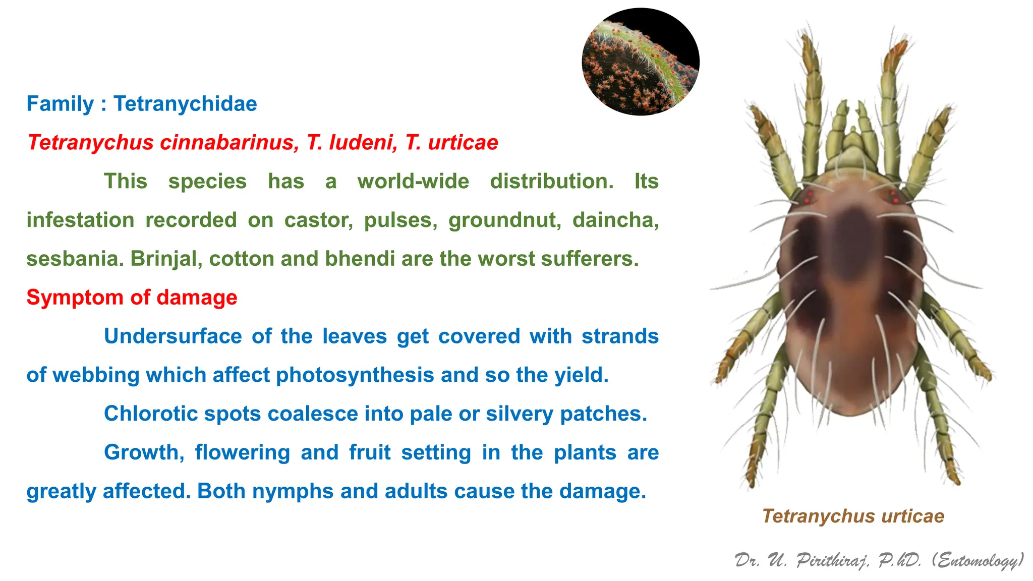 Mites,Slug,Snail_Infesting agricultural crops.pdf | Agriculture ...