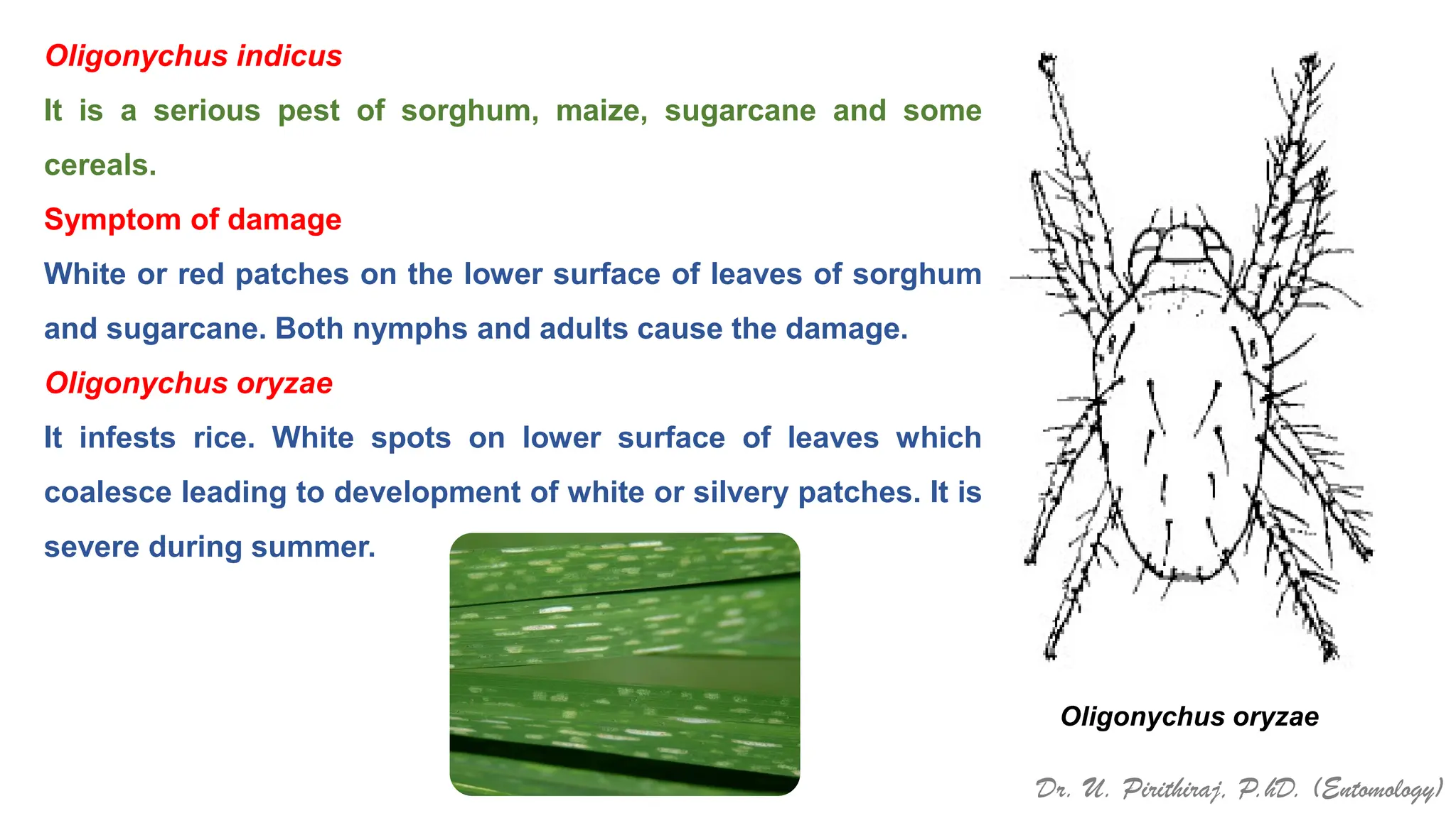 Mites,Slug,Snail_Infesting agricultural crops.pdf
