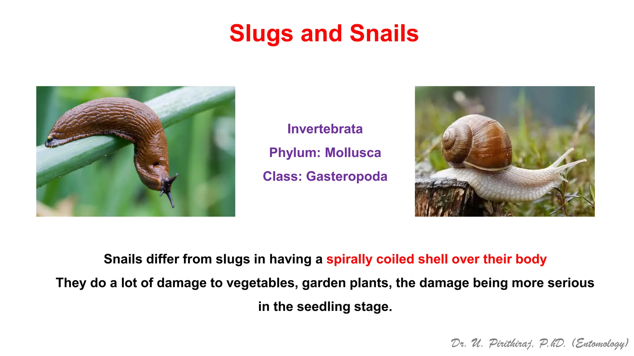 Mites,Slug,Snail_Infesting agricultural crops.pdf