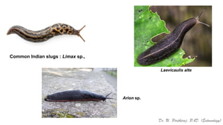 Mites,Slug,Snail_Infesting agricultural crops.pdf | Agriculture ...
