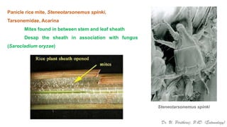 Mites,Slug,Snail_Infesting agricultural crops.pdf | Agriculture ...
