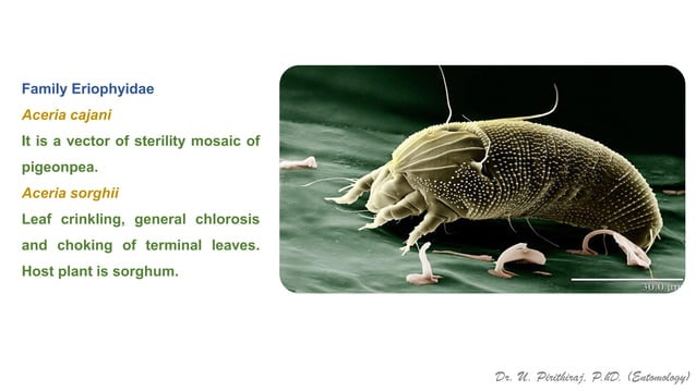 Mites,Slug,Snail_Infesting agricultural crops.pdf | Agriculture ...